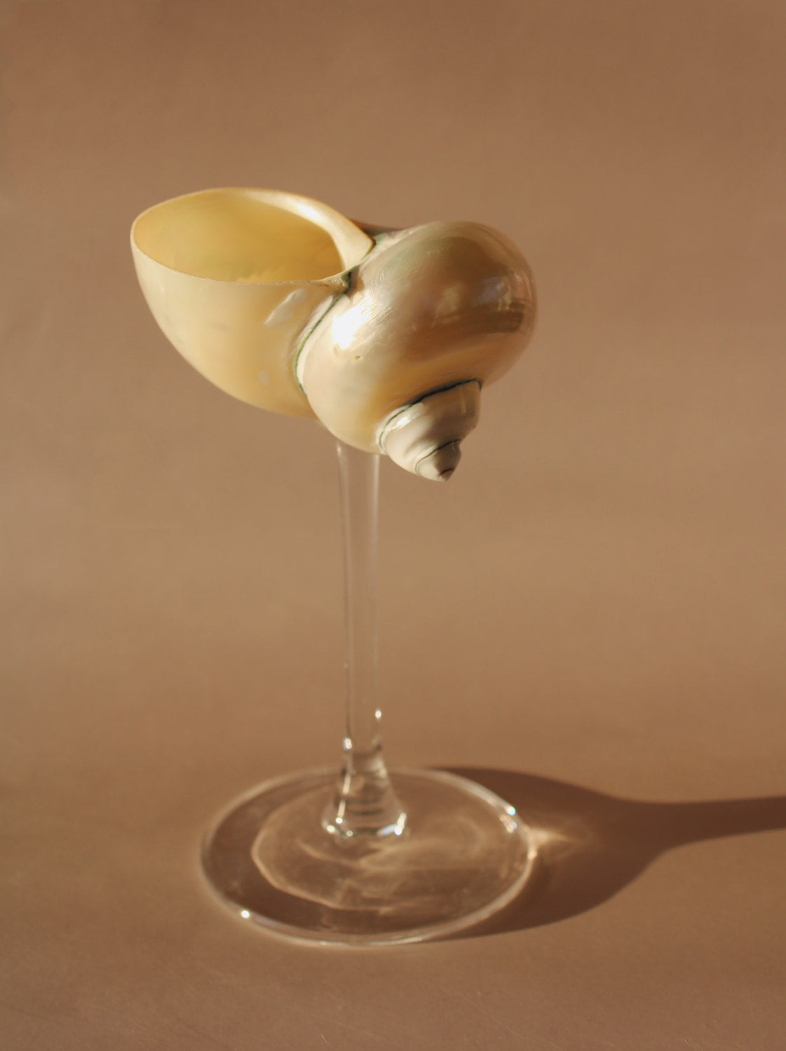 Sirena Shell Glass – Natural Shell Stem Glass for Cocktails | Mimo ...